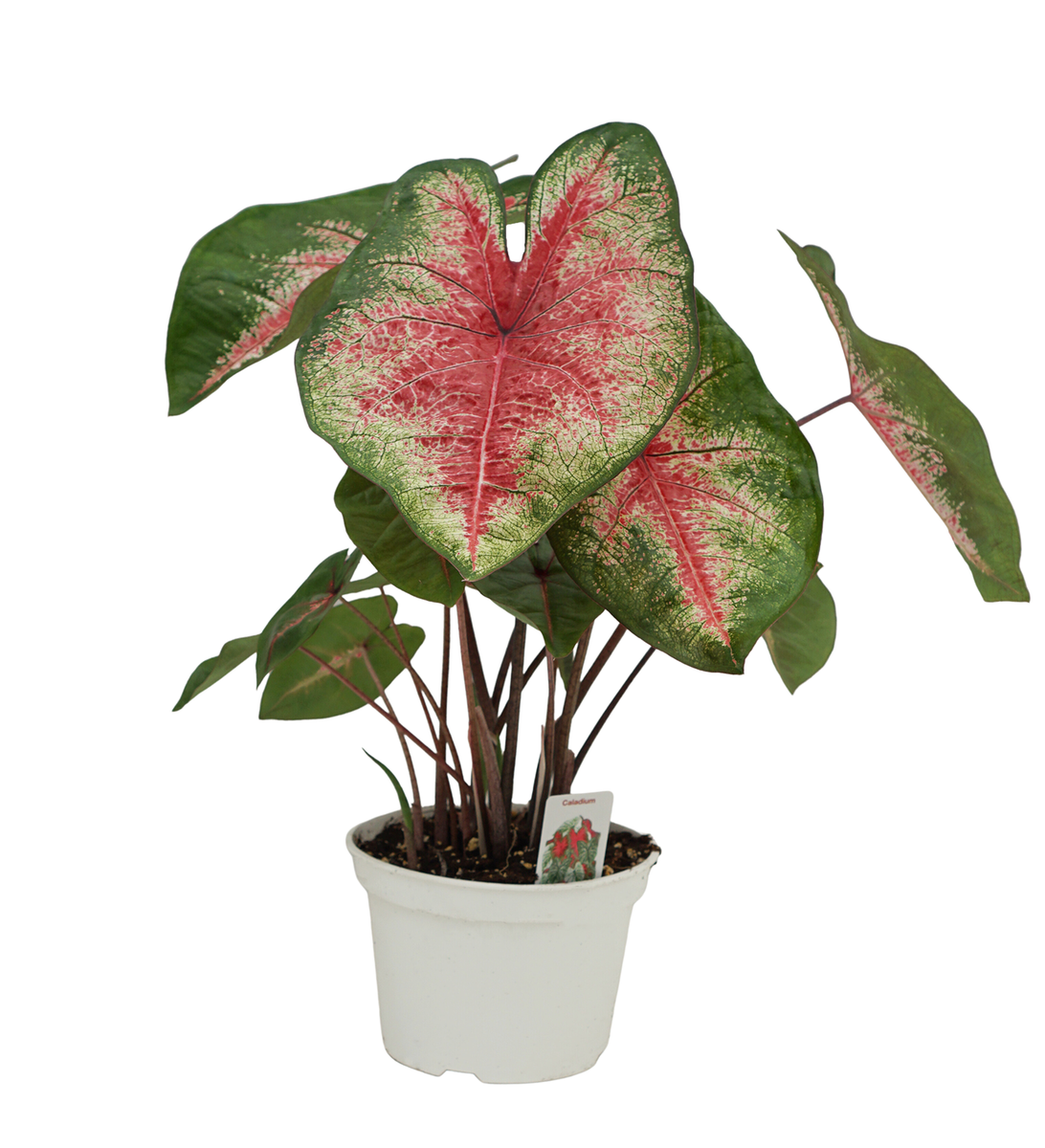 6" Caladium - Assorted colours – Sunrise Greenhouses Ltd.