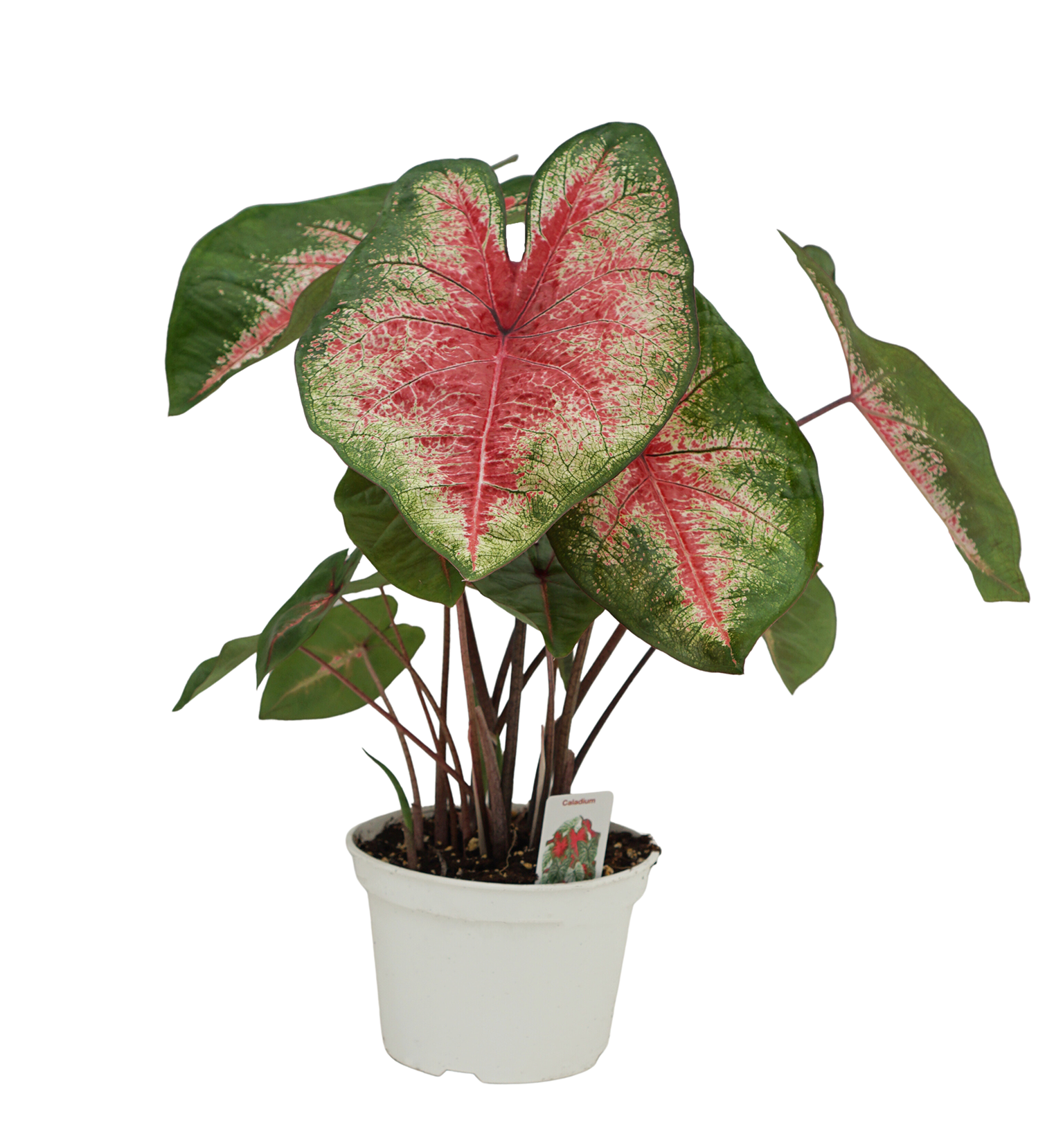 6" Caladium - Assorted colours – Sunrise Greenhouses Ltd.