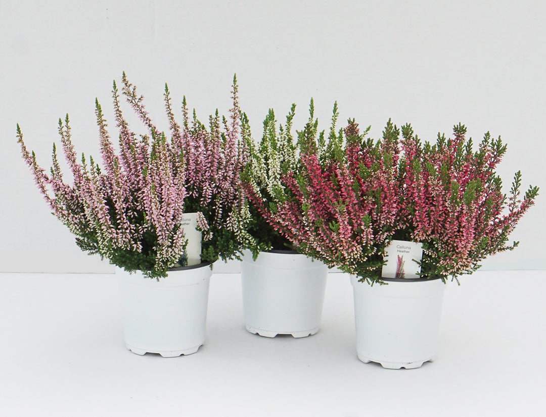 Calluna - Fall heather – Sunrise Greenhouses Ltd.